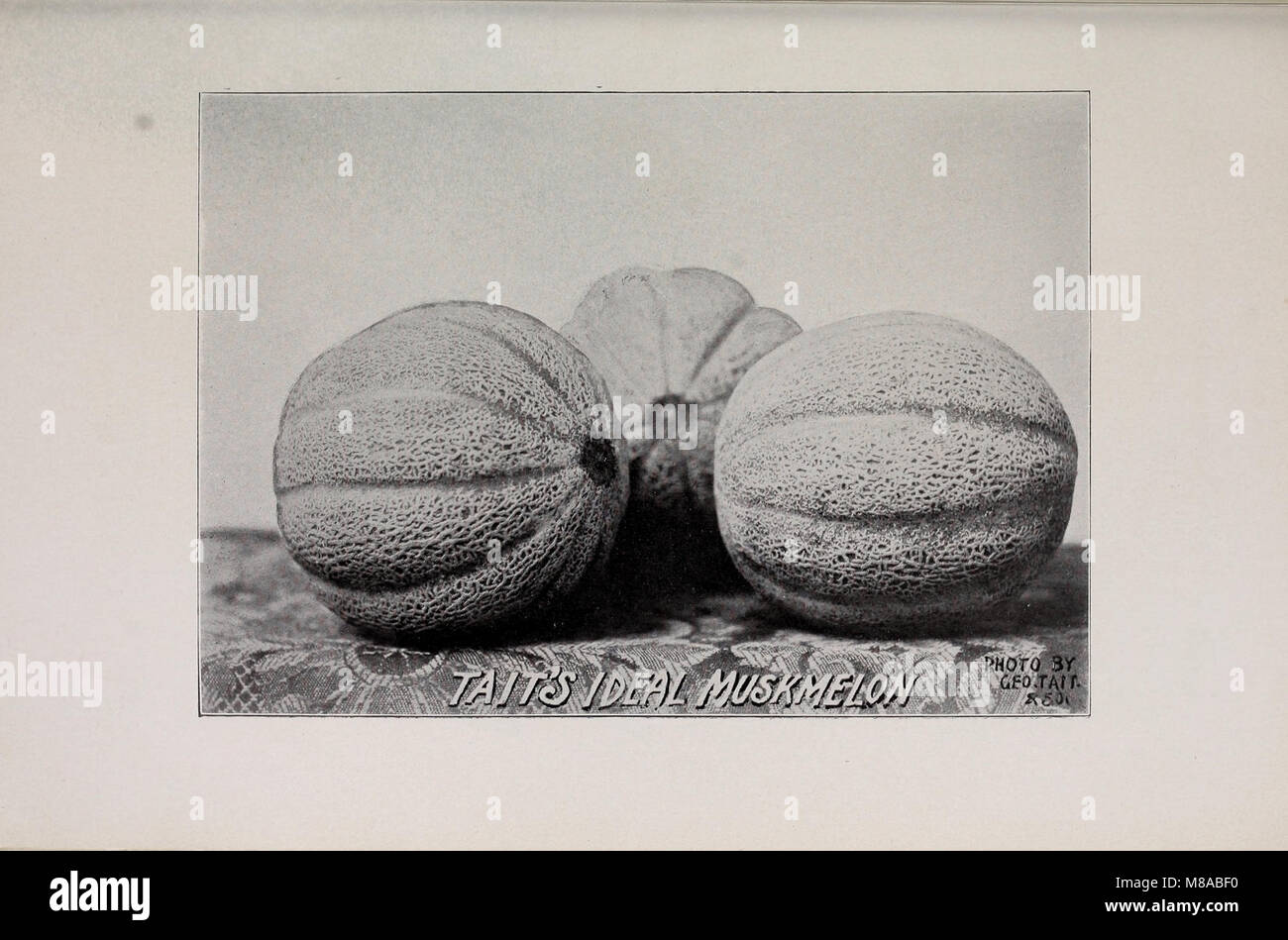 Published in 1902, this catalog by George Tait and Sons presents a ...