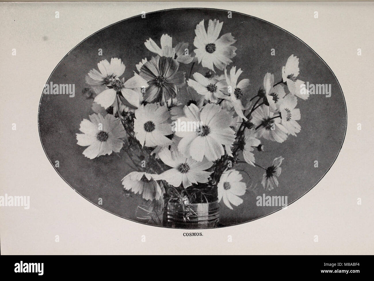 George Tait and Sons' price list and descriptive catalogue of field and ...