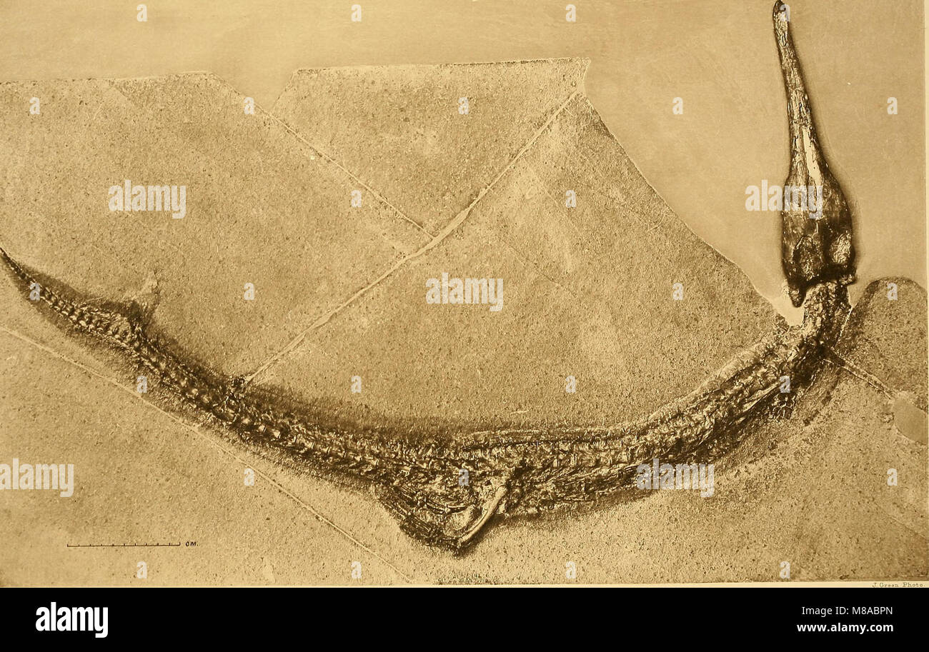 Geosaurus gracilis - A descriptive catalogue of the marine reptiles of ...