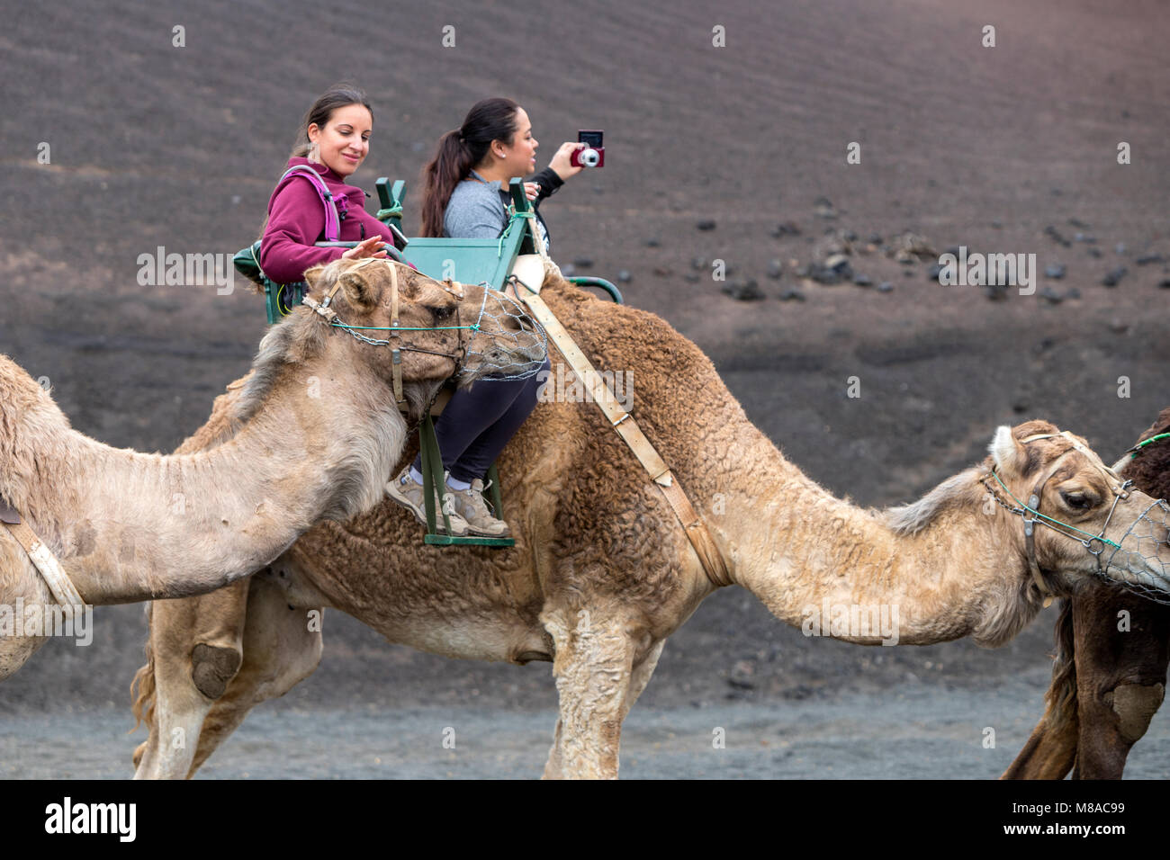 Tourist girl touching a camel head while riding in Echadero de los ...