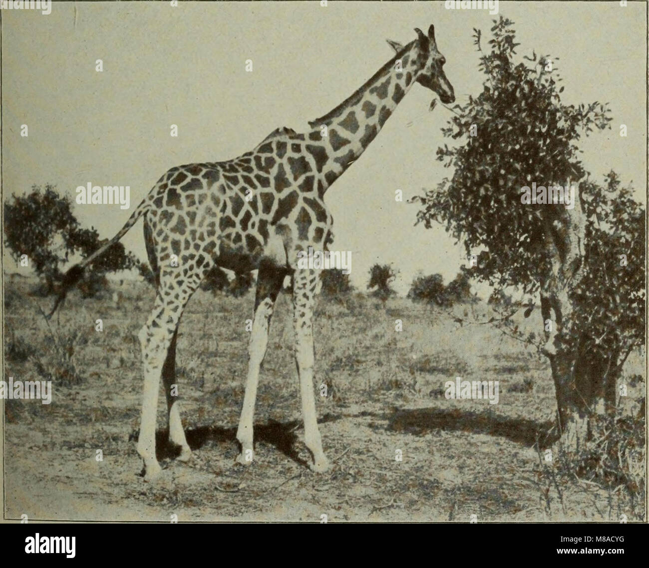 *Giraffe 'Josephine'* refers to a notable giraffe known for its unique ...
