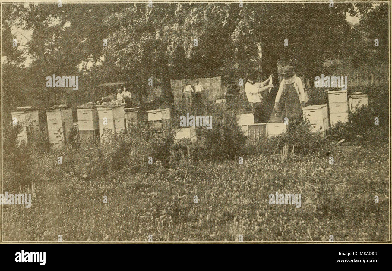 *Gleanings in Bee Culture* (1916) provides comprehensive guidance on ...