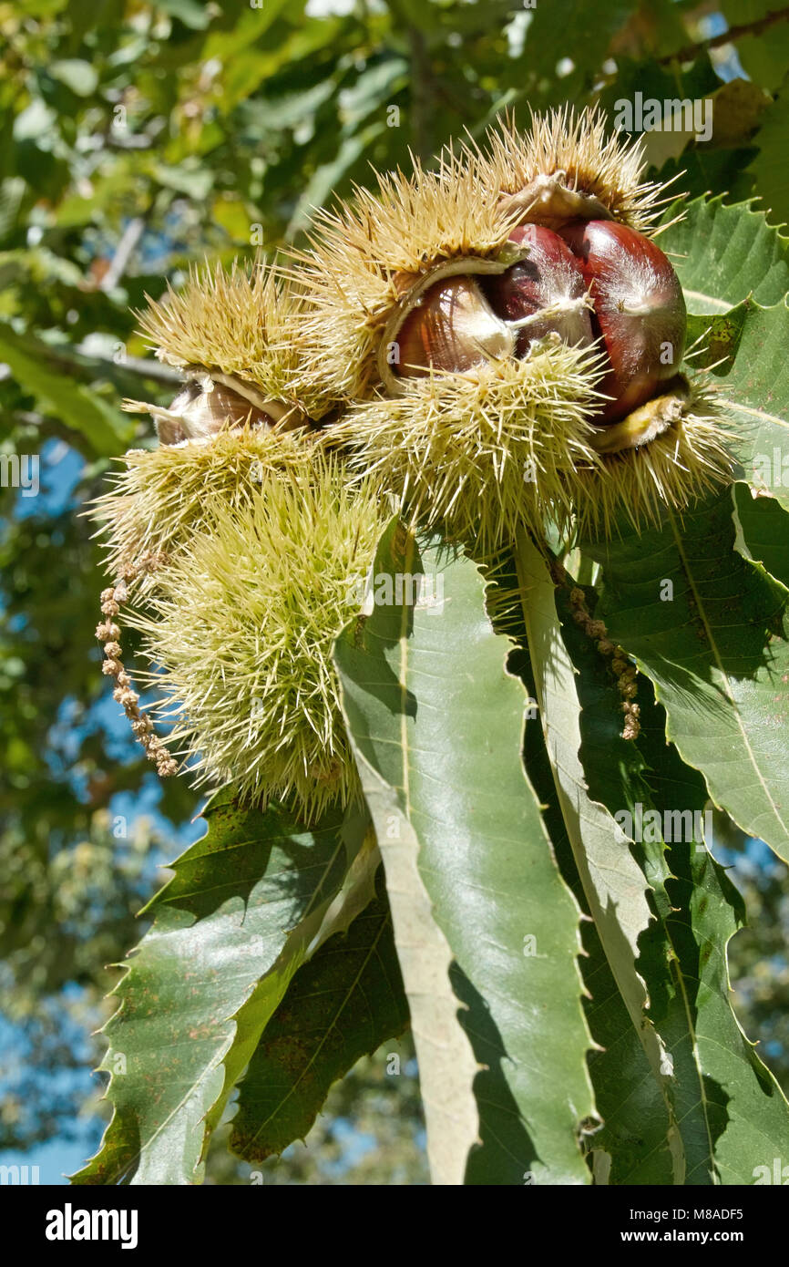 foliage, curls and ripe fruit (brown), of the chestnut tree Stock Photo ...