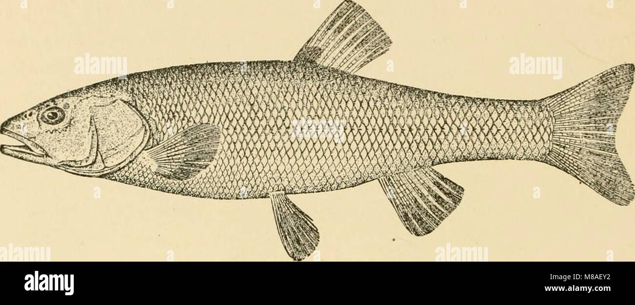 This guide provides detailed information on goldfish breeds and various ...