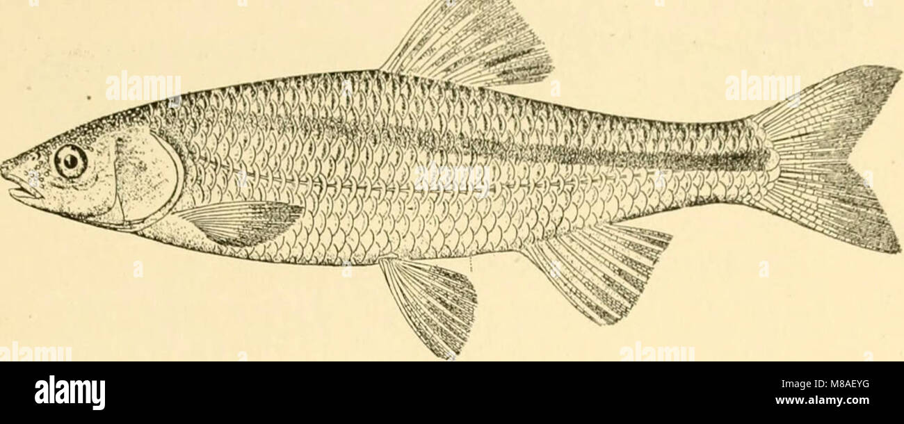 This guide provides information on goldfish breeds and other aquarium ...
