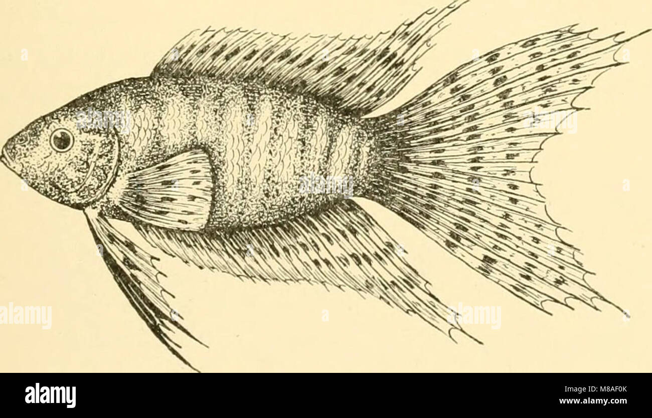 Goldfish breeds and other aquarium fishes, their care and propagation ...