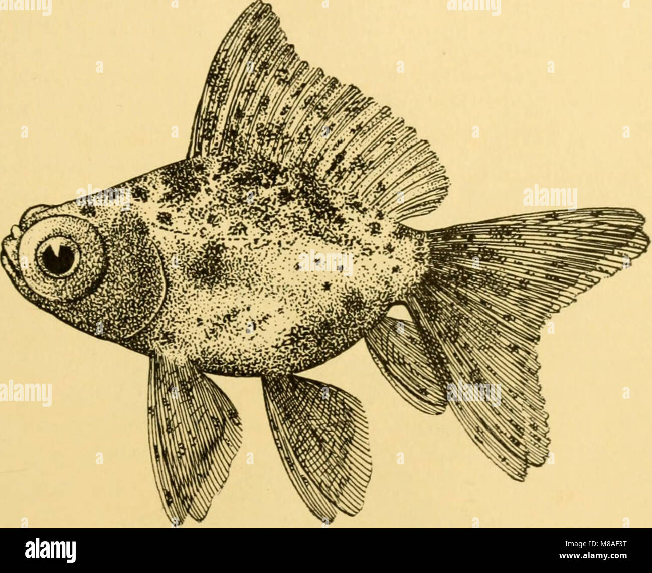 Goldfish varieties tropical aquarium hi-res stock photography and ...