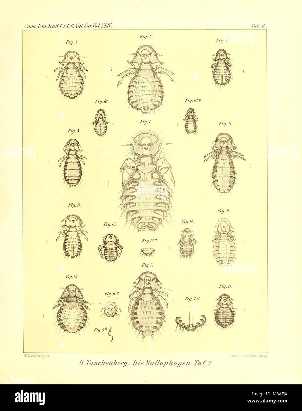 'Die Mallophagen mit besonderer BerÃ¼cksichtigung der von Dr. Meyer ...