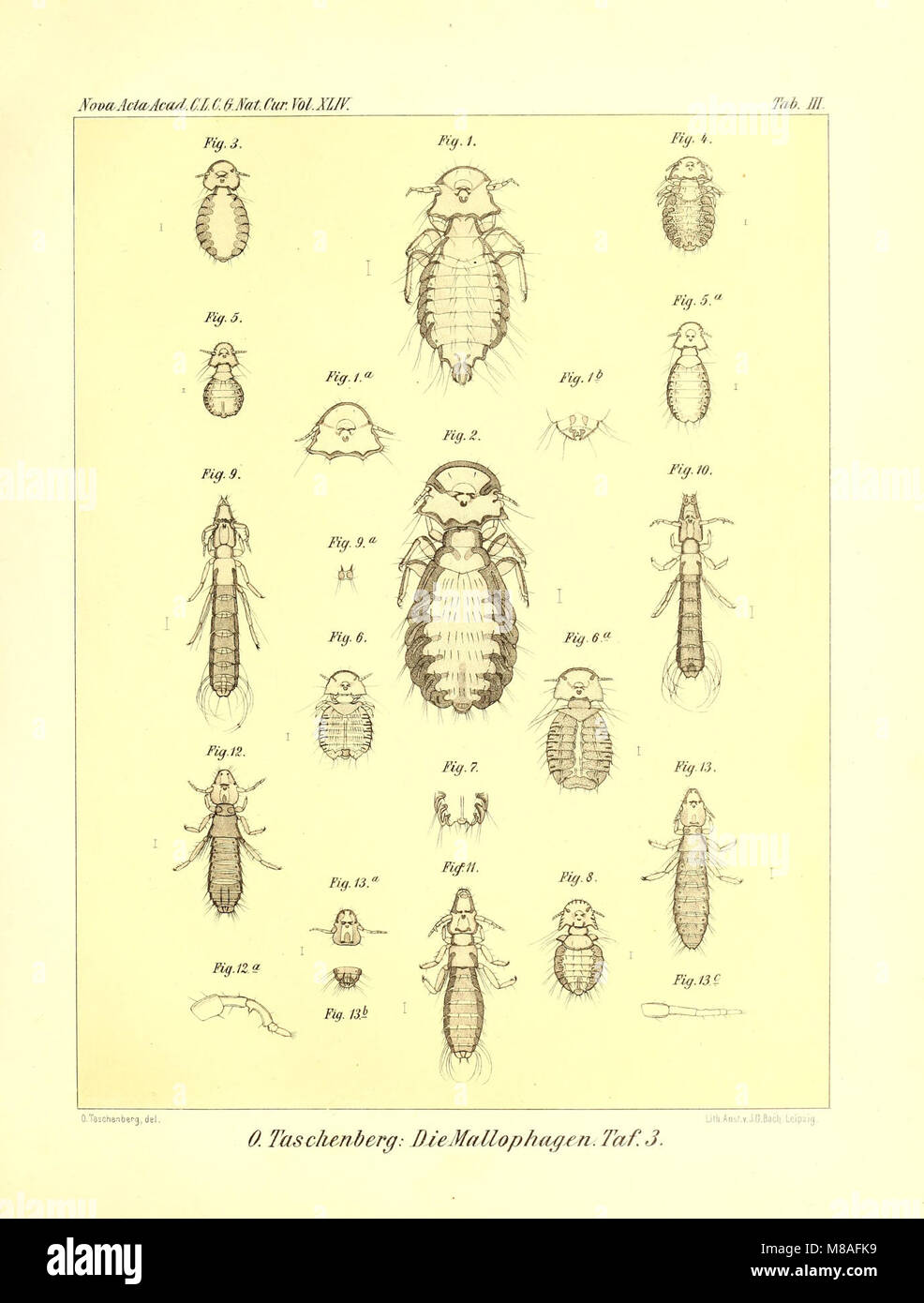 'Die Mallophagen' (1882) examines the Mallophaga (chewing lice) family ...