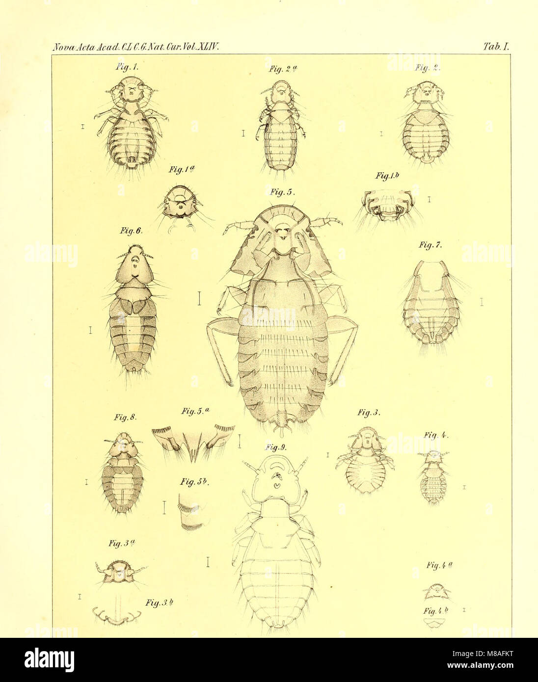 A study on Mallophaga (chewing lice) with a special focus on species ...