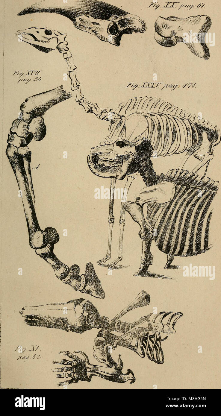 A German study from 1836 focusing on the human hand and its features ...