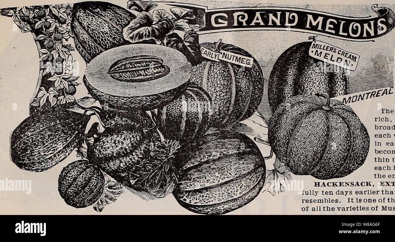 Grand Melons (20543444656 Stock Photo - Alamy