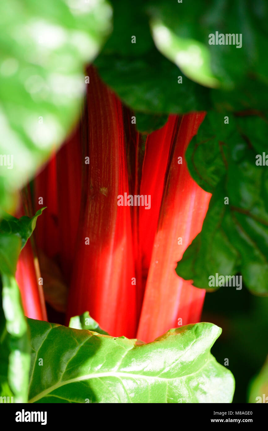 Red chard hi-res stock photography and images - Alamy