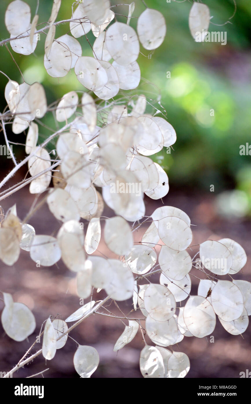 Honesty plant hi-res stock photography and images - Alamy
