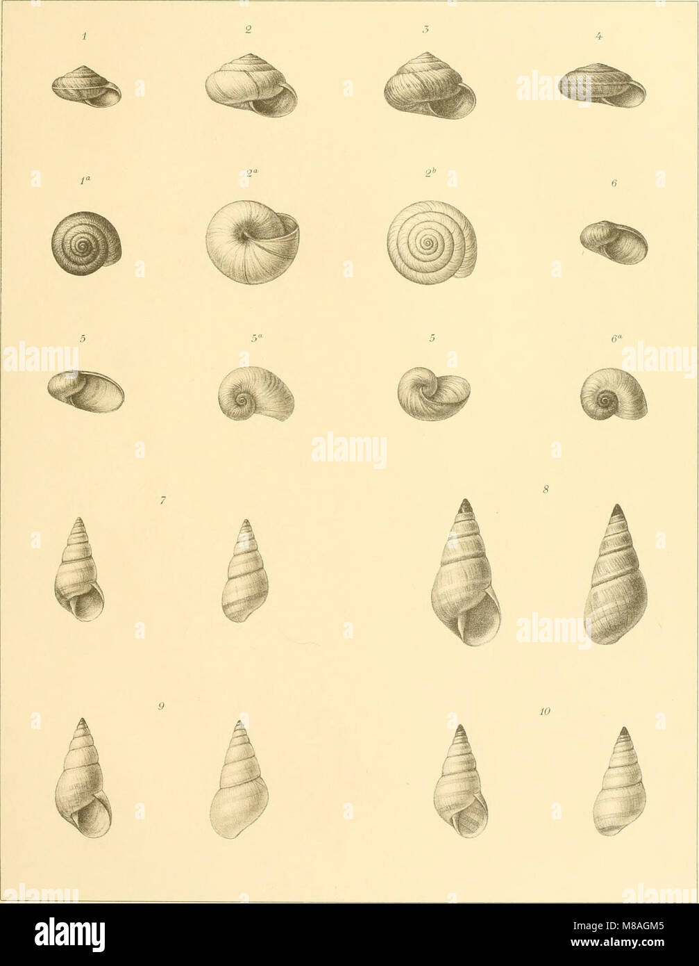 This 1909 report examines the mollusk collection from the Erlanger ...