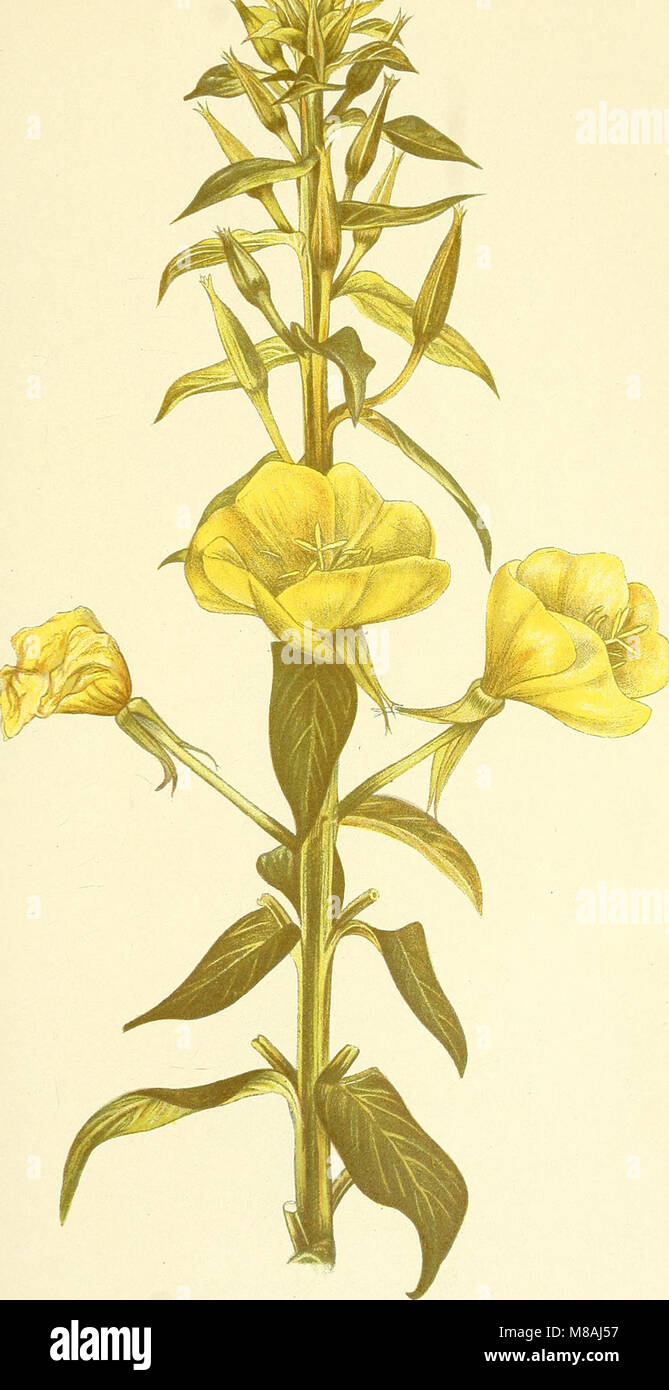 This 1901 work by Hugo de Vries discusses the mutation theory, which examines the origin of ...