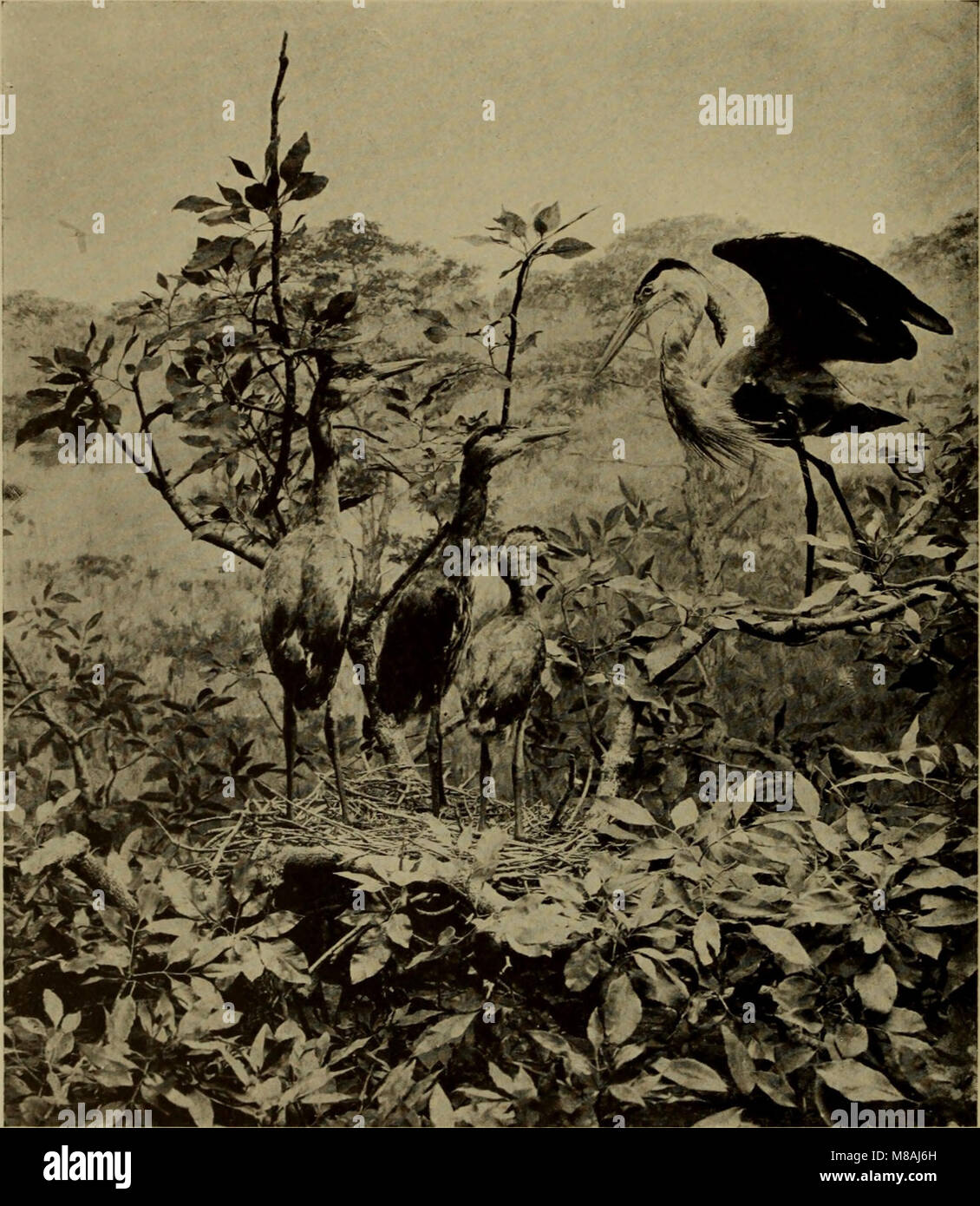 This 1901 guide leaflet provides a concise overview of a specific topic ...