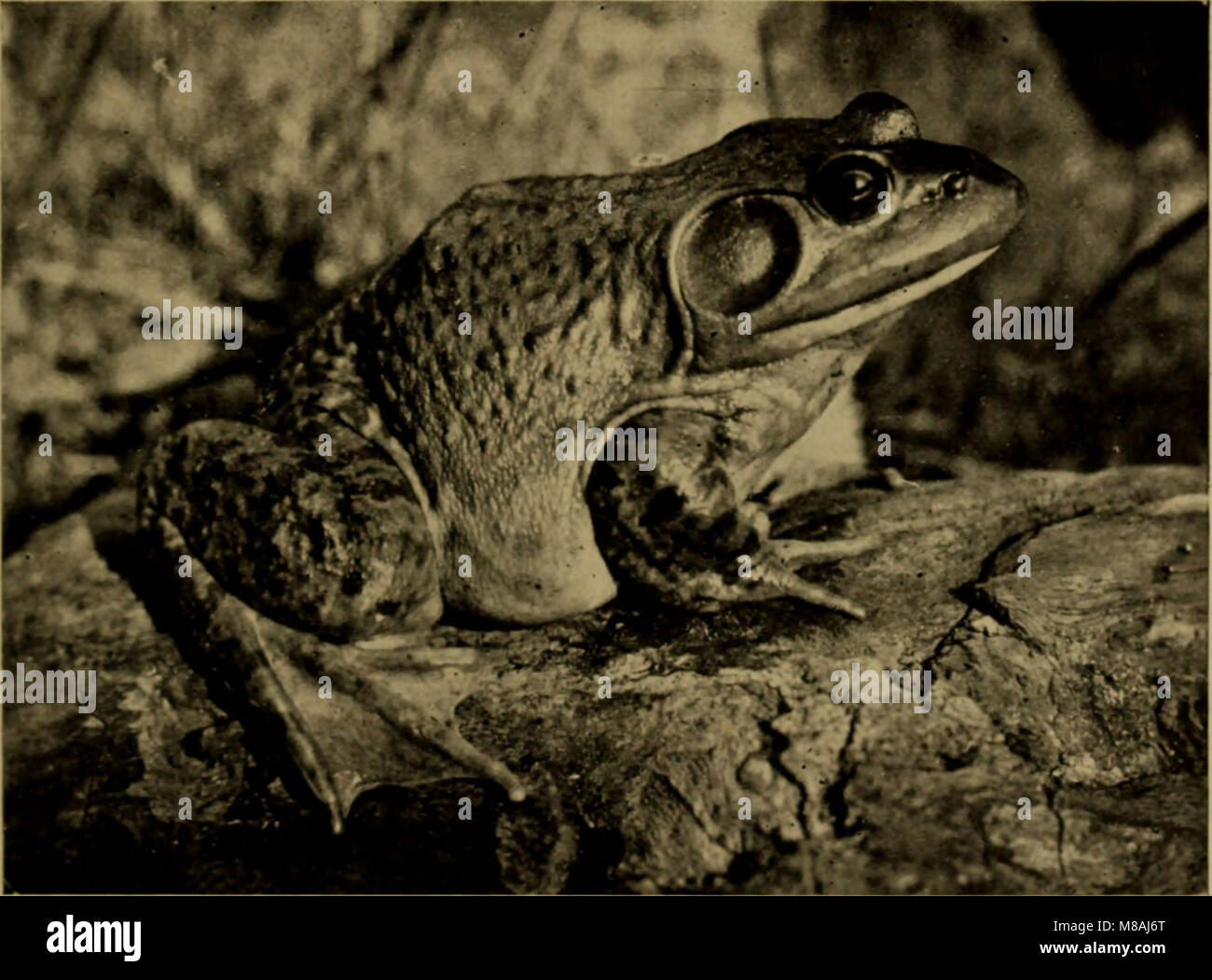 The 1901 guide leaflet provides essential information and directions ...