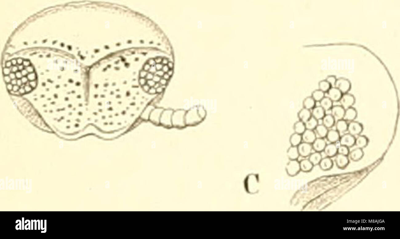 A 1863 German work focused on the accurate depiction and description of ...