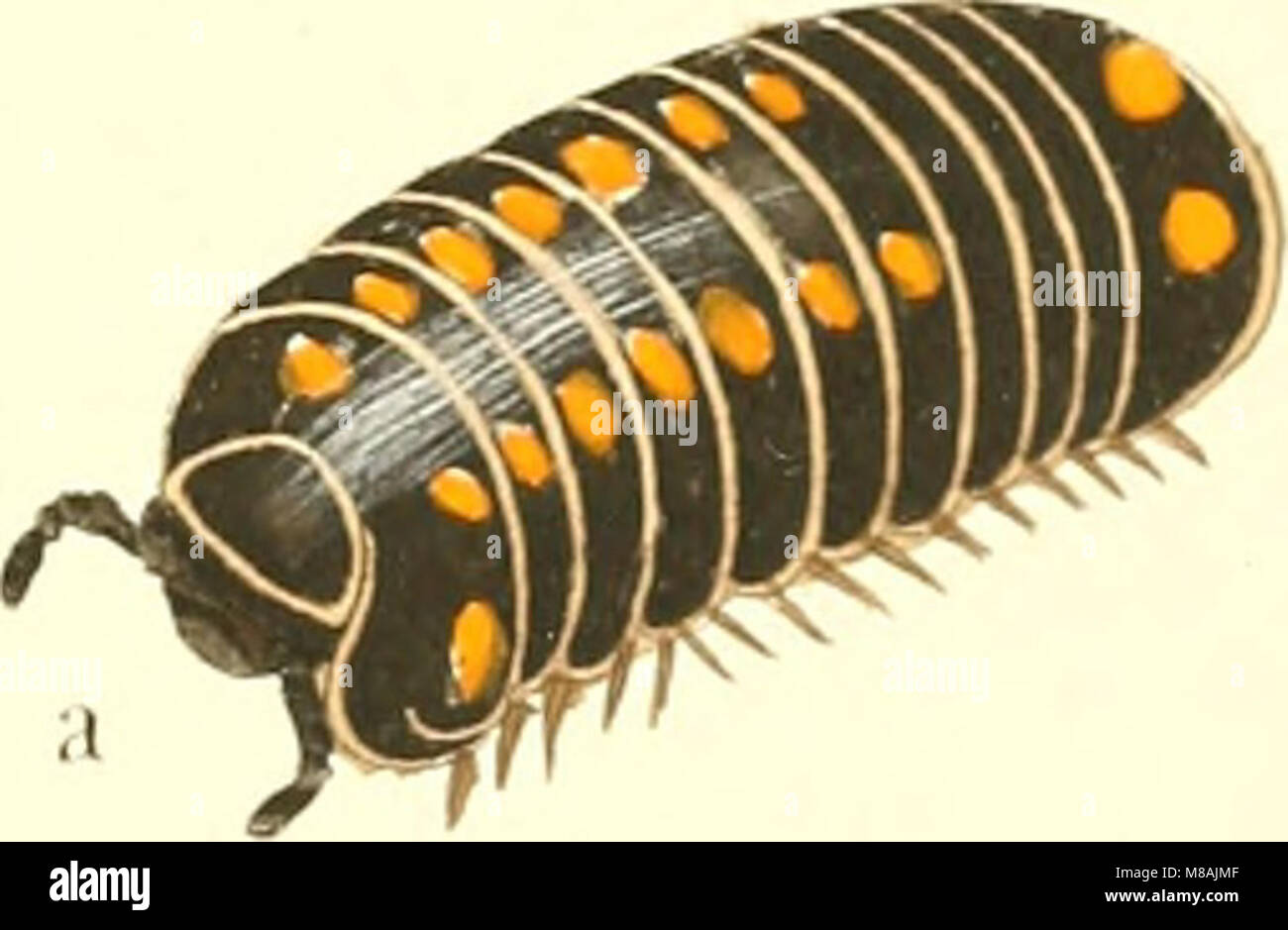 This 1863 work provides a detailed, accurate depiction and description ...