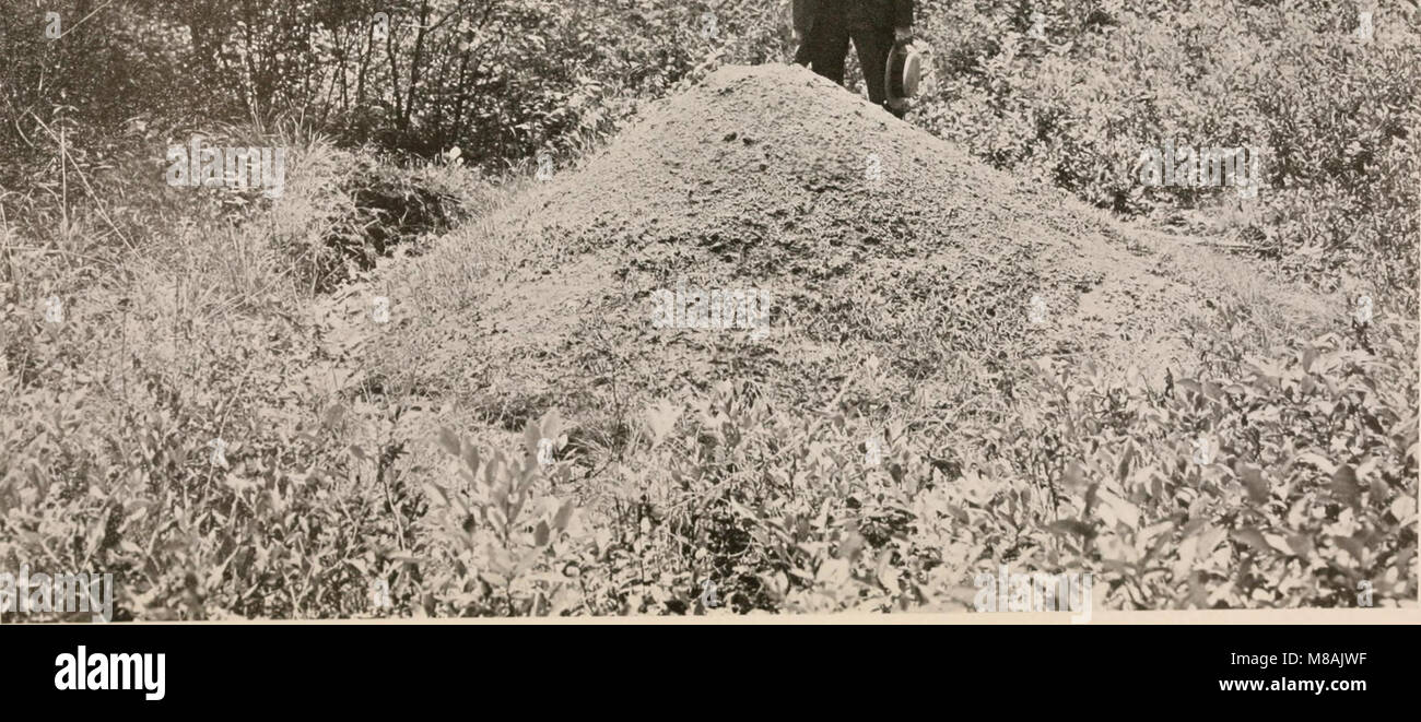 Guide to the insects of connecticut hi-res stock photography and images ...