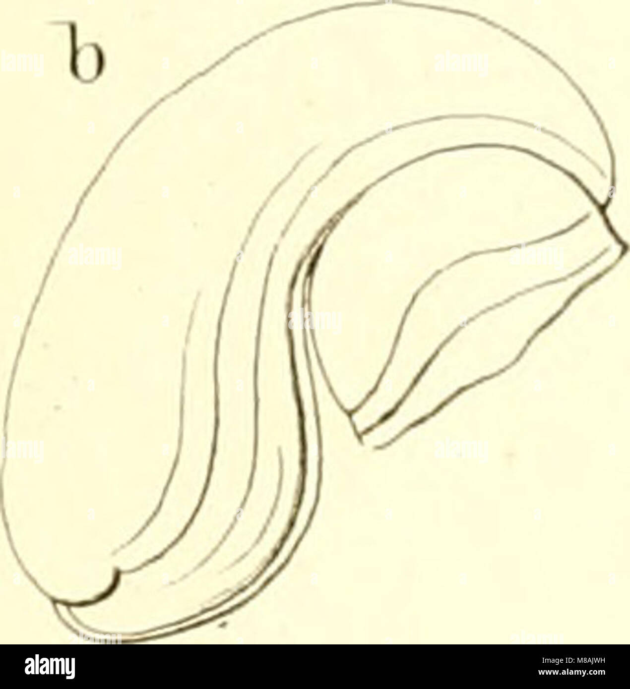 'Die Myriapoden' (1863) offers a detailed, naturalistic depiction of ...