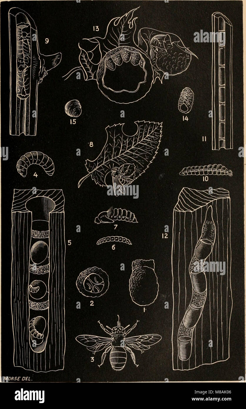 This 1872 guide offers an in-depth study of insects, identifying those ...