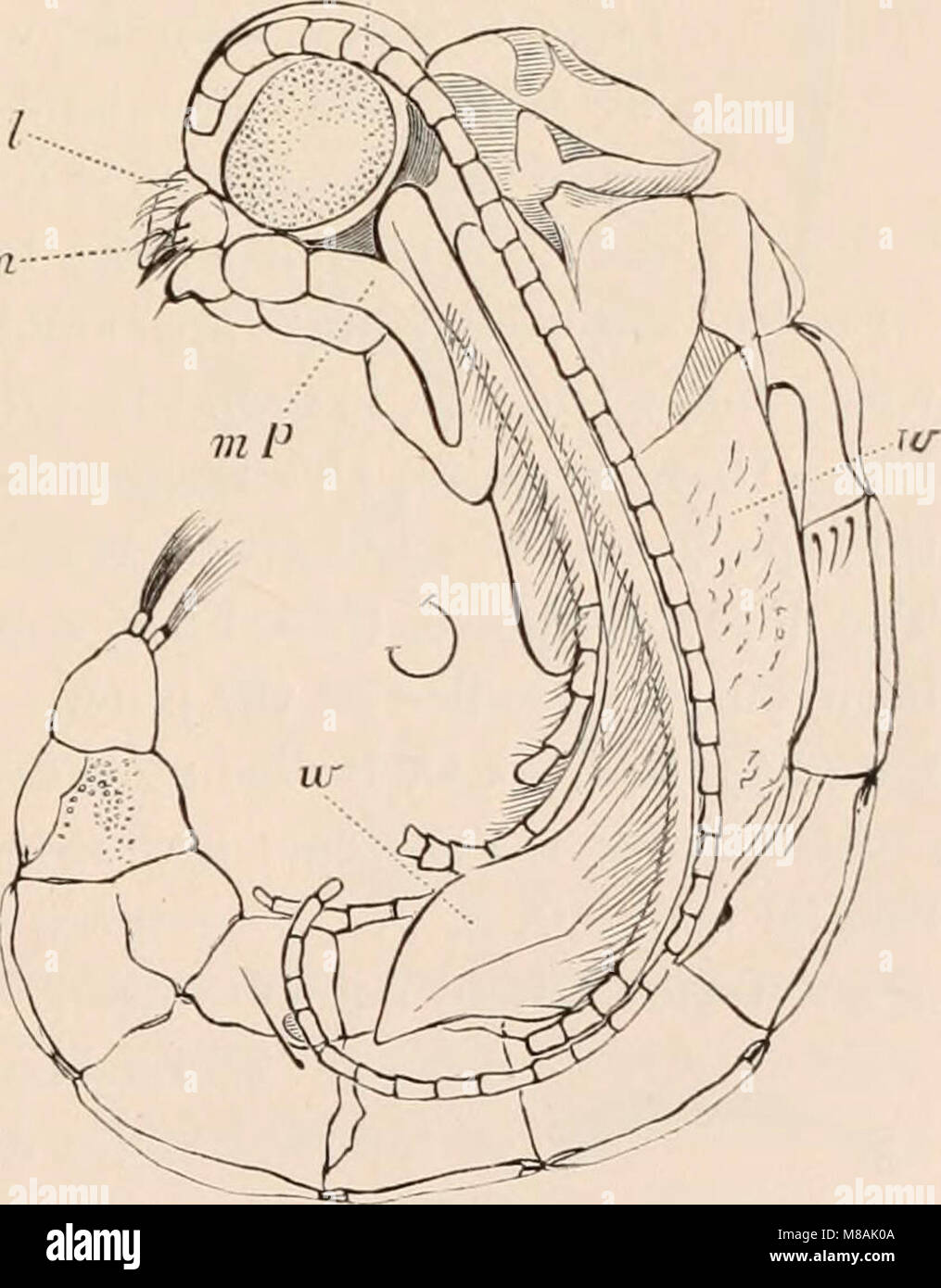 The 'Guide to the Study of Insects' (1872) offers detailed information ...