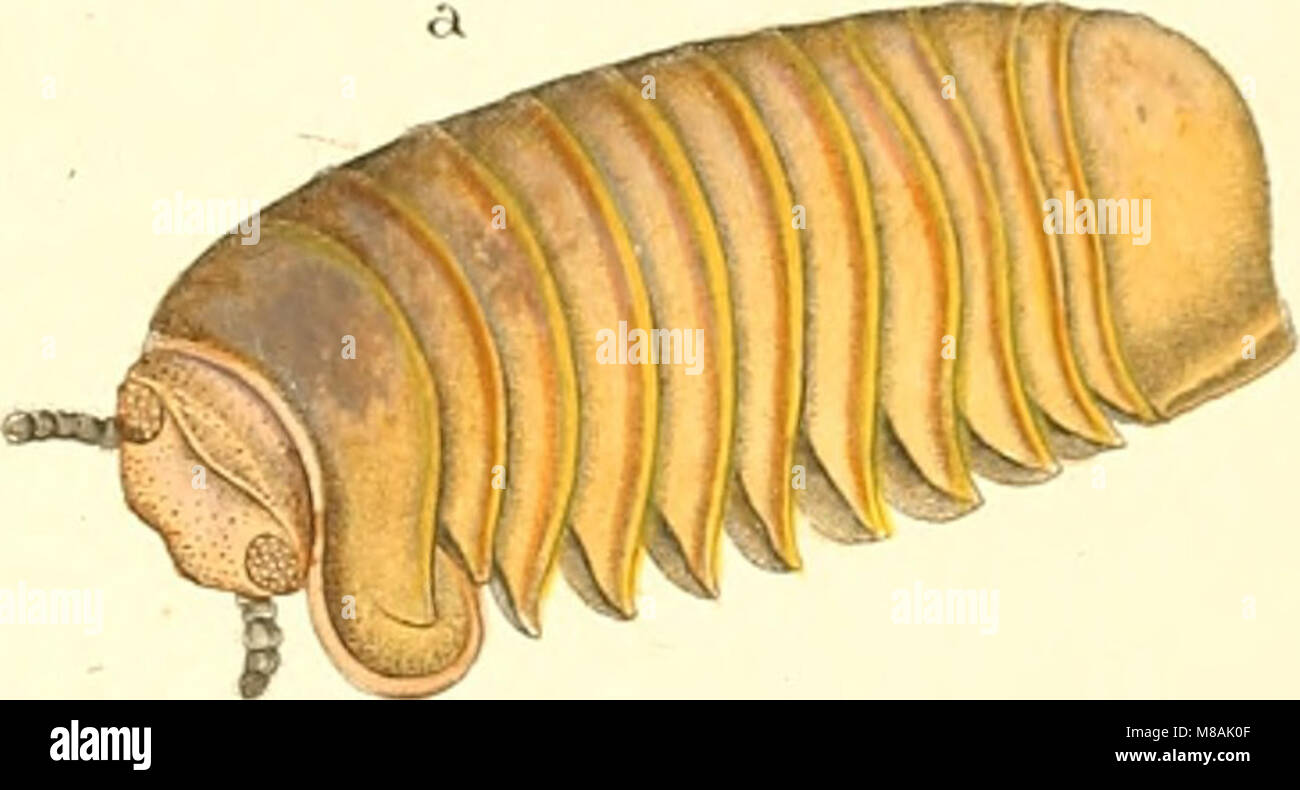 'Die Myriapoden,' published in 1863, is a scientific work that ...