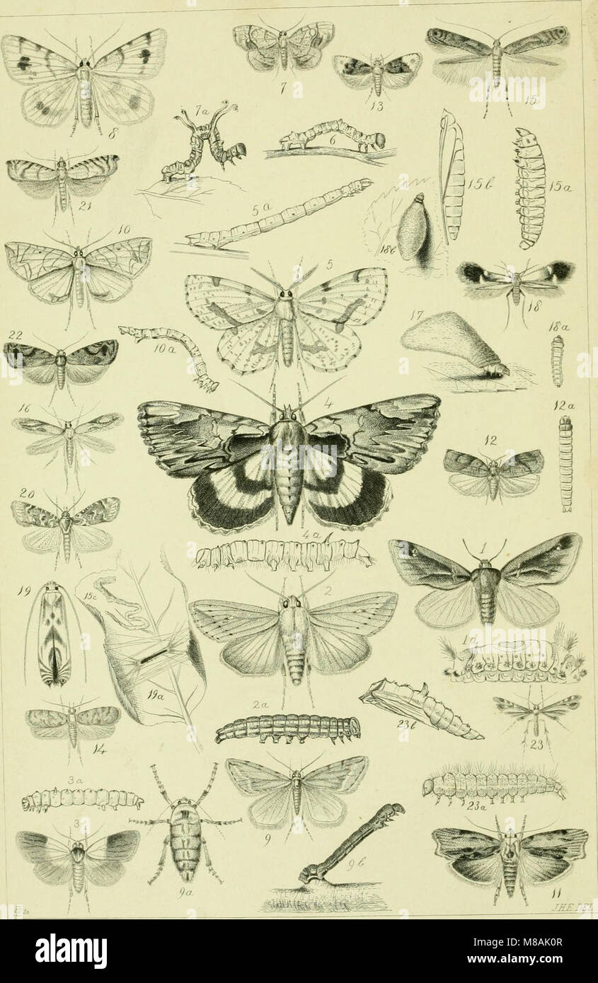 Guide to the study of insects and a treatise on those injurious and ...