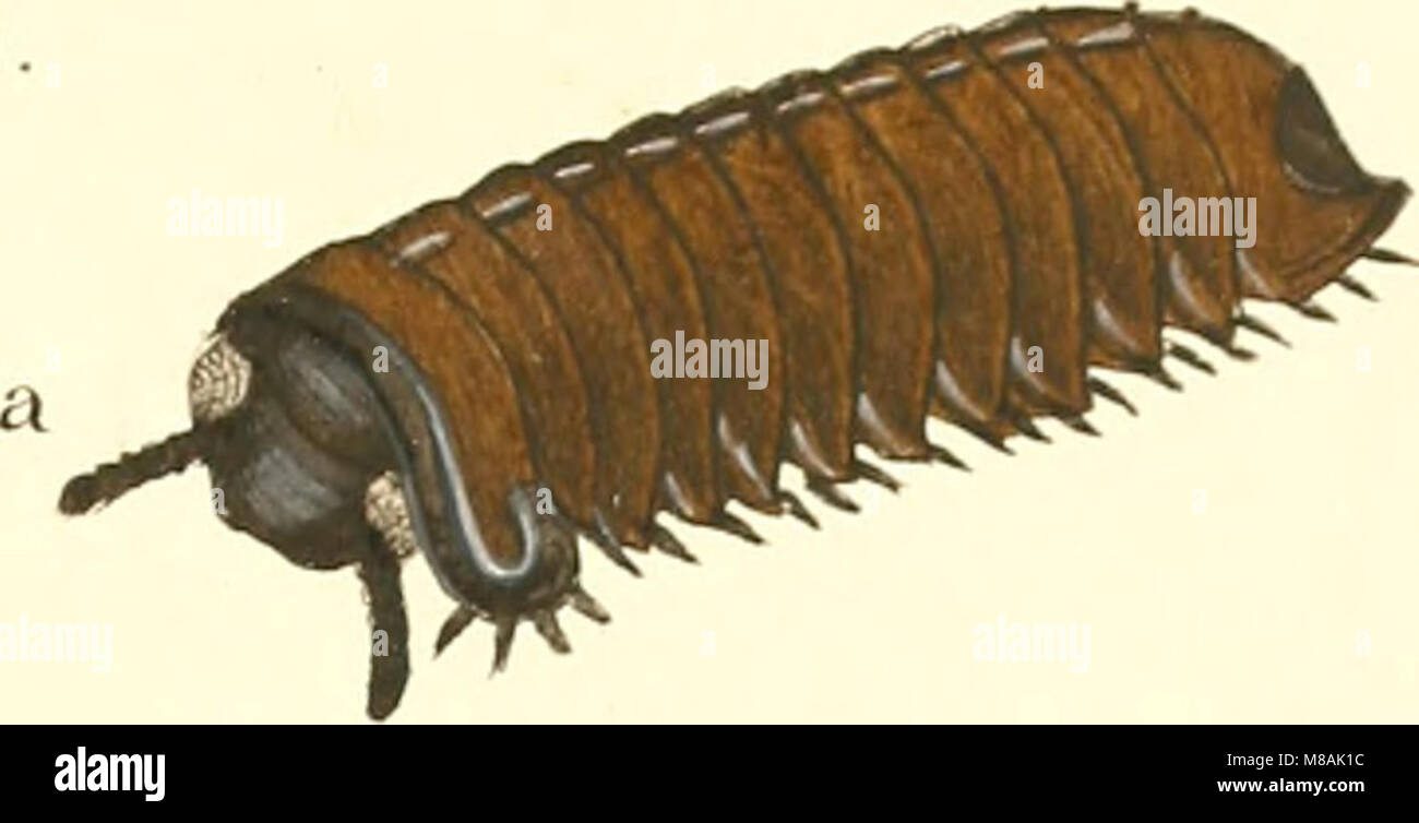 'Die Myriapoden' (1863) is a detailed study of millipedes and ...
