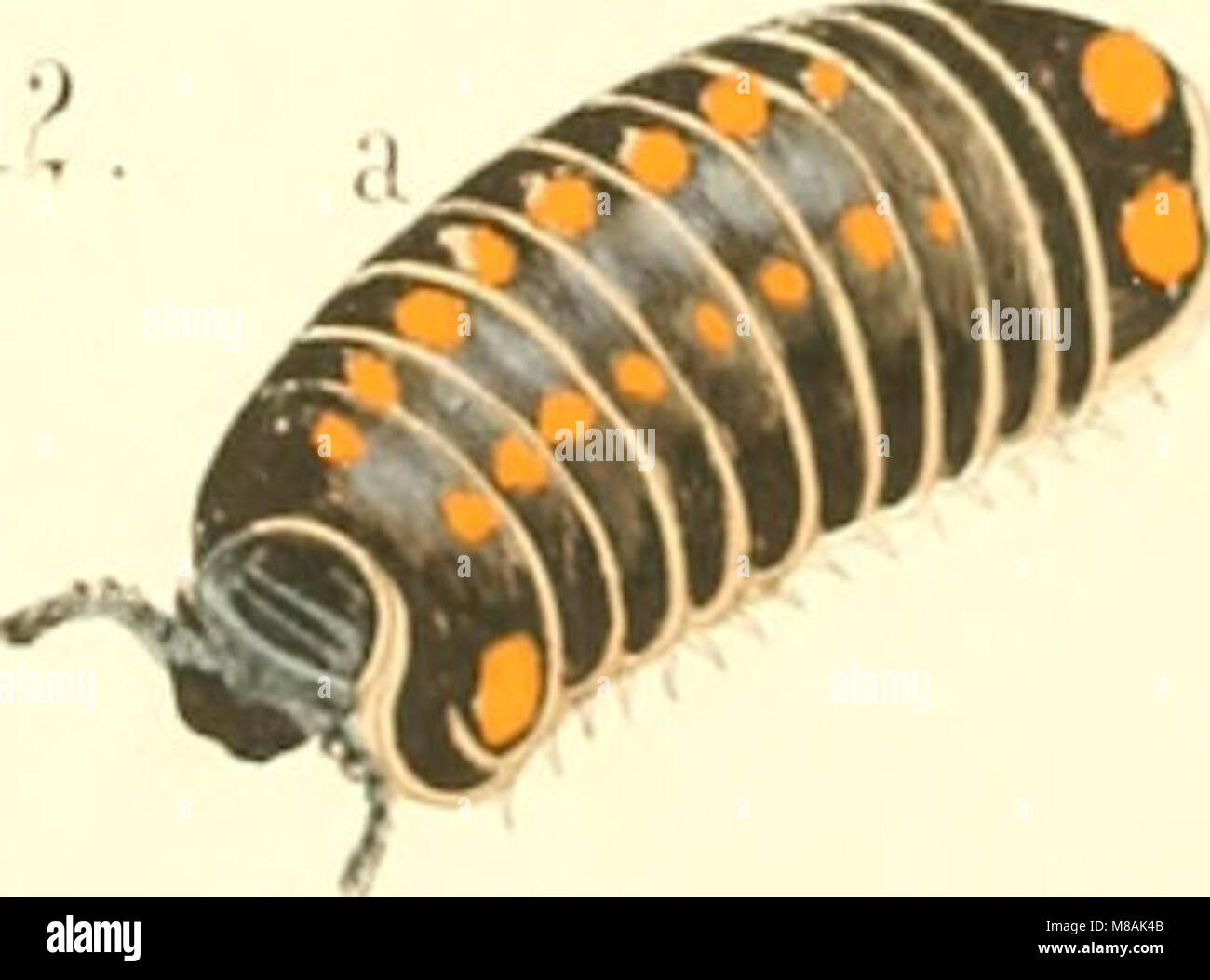 This 1863 work provides accurate illustrations and descriptions of ...