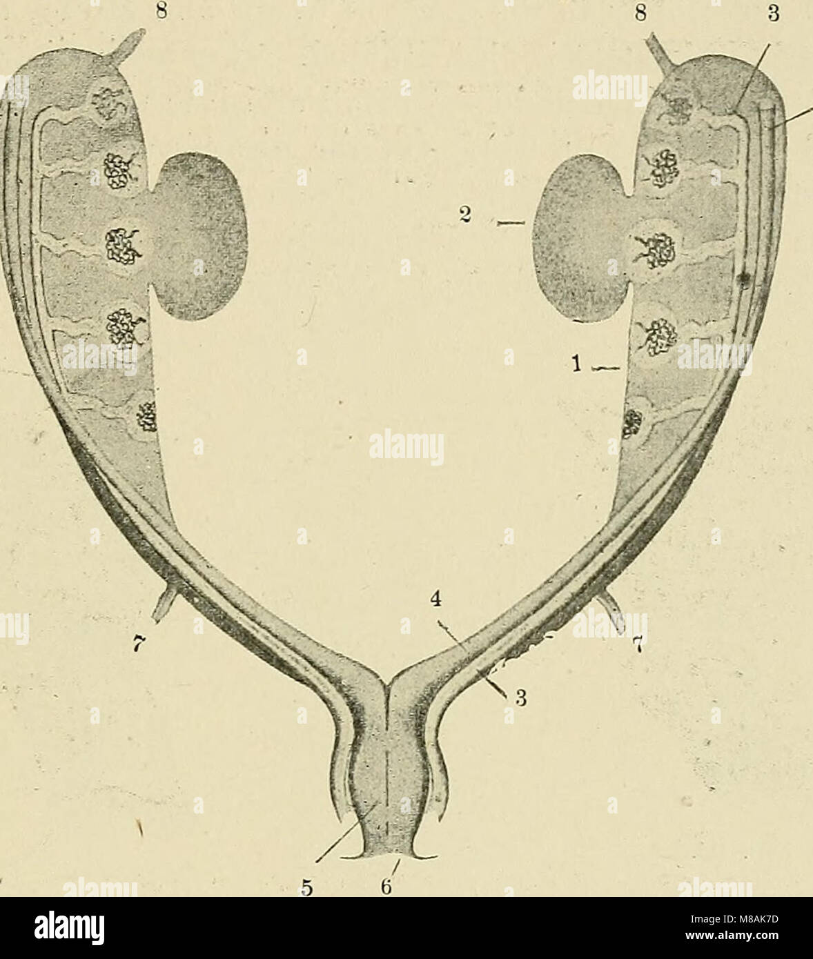 Gynecological pathology; a manual of microscopic technique and ...