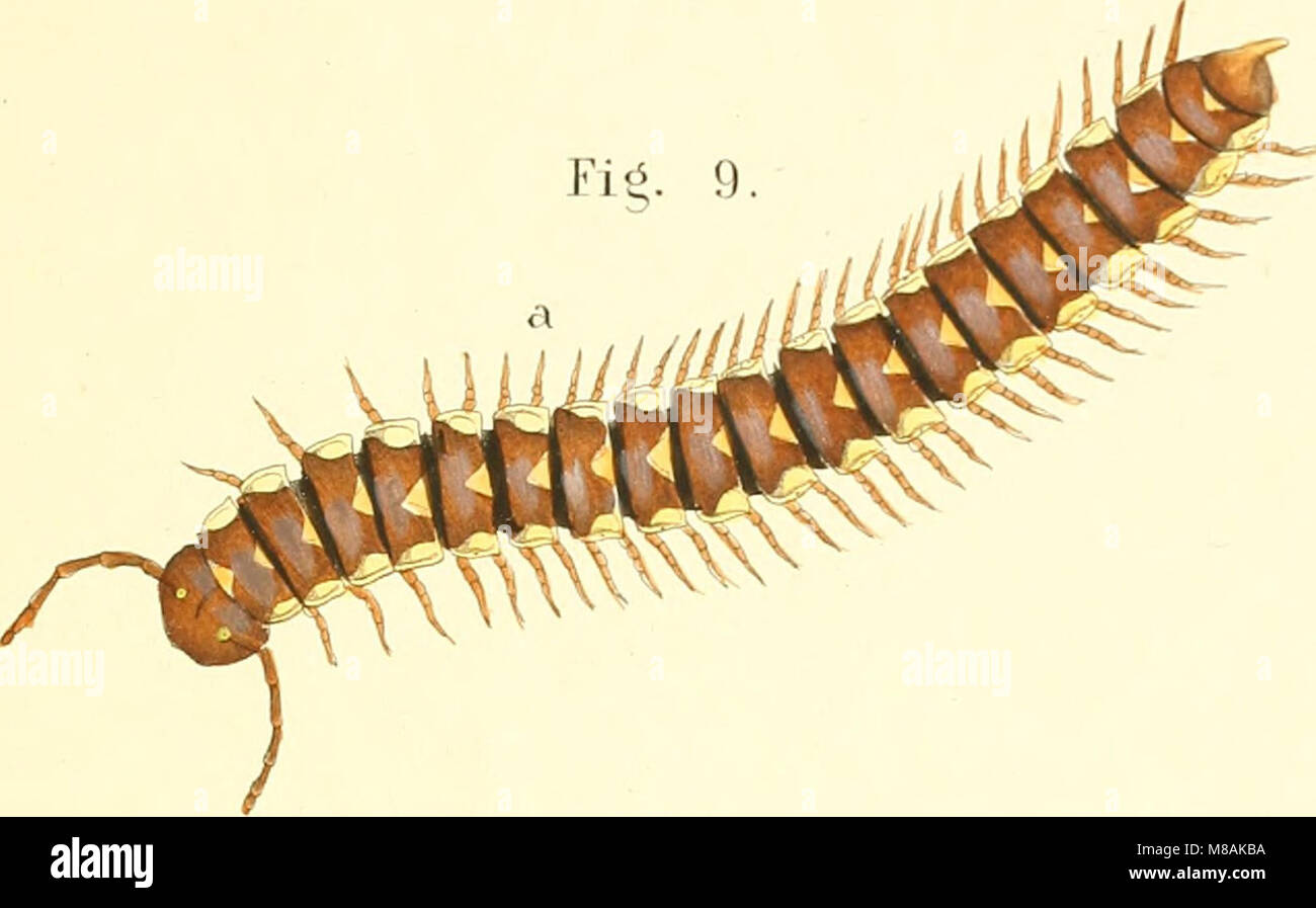 *Die Myriapoden* (1863) is a detailed study of myriapods, including ...