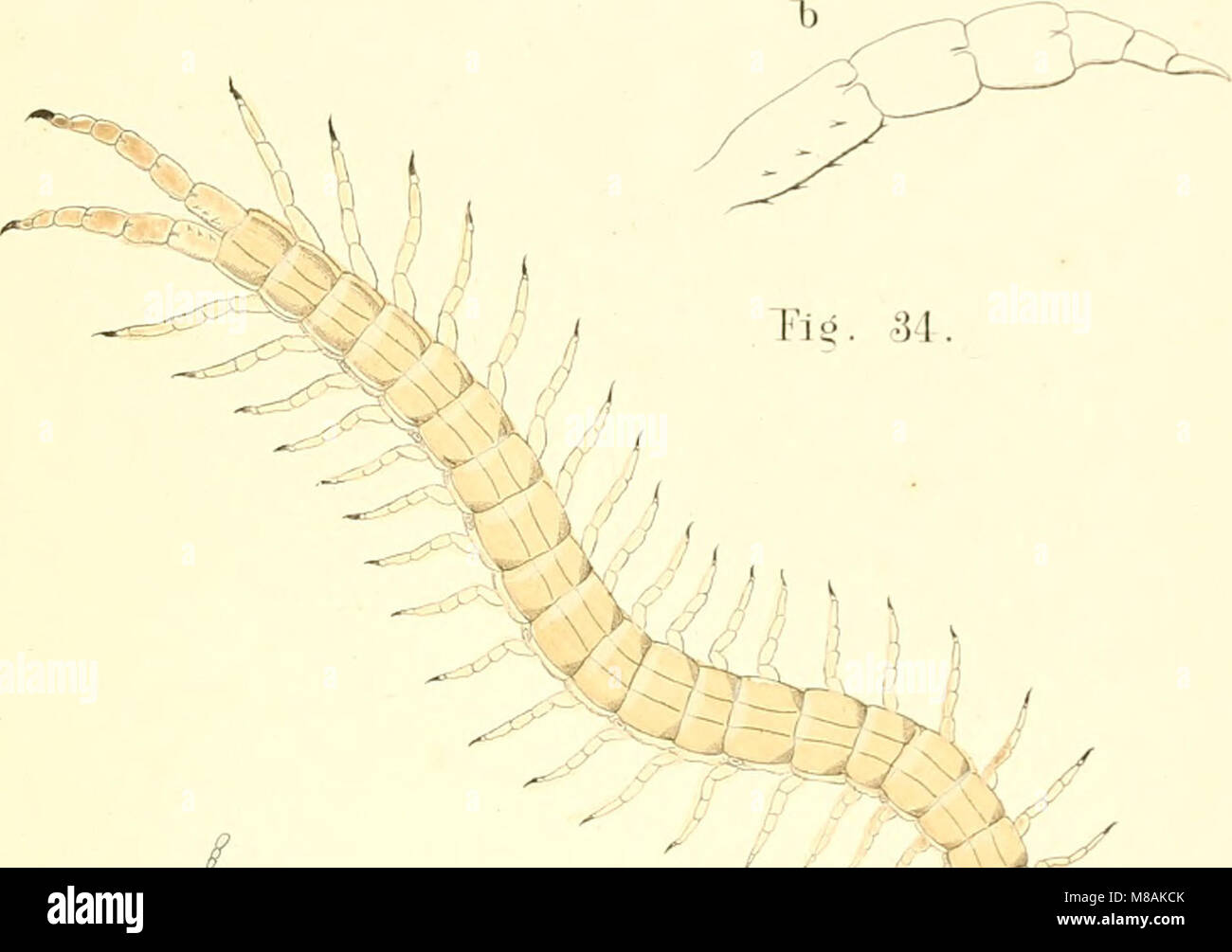 *Die Myriapoden* (1863) is a detailed work on myriapods, including ...