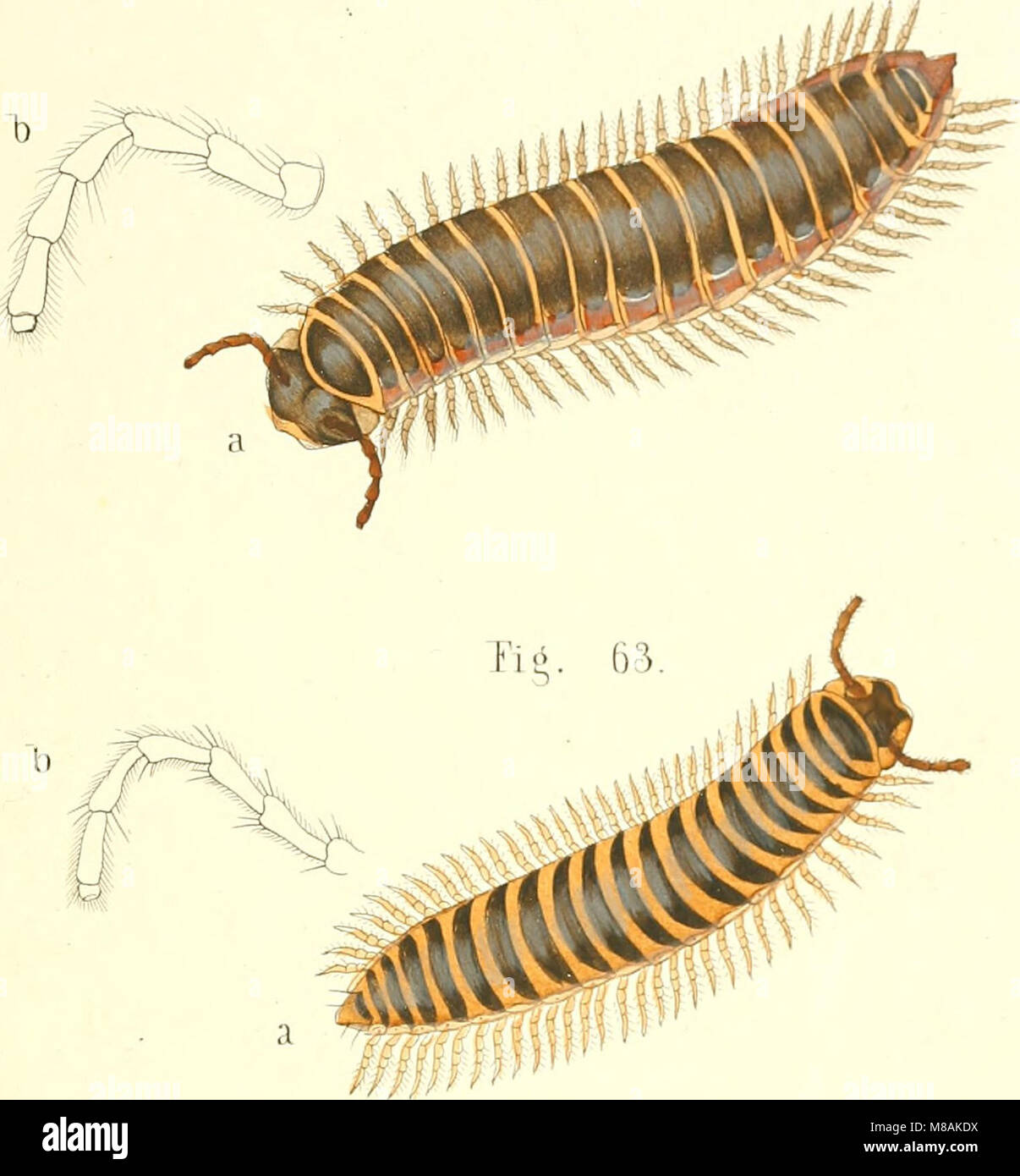 Various species of centipedes hi-res stock photography and images - Alamy