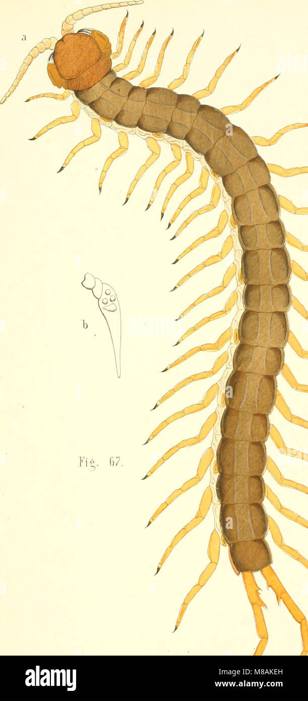 *Die Myriapoden* (1863) provides a detailed description and ...