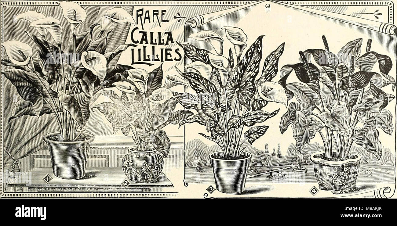 The 1905 H.W. Buckbee seed and plant guide offers a comprehensive ...