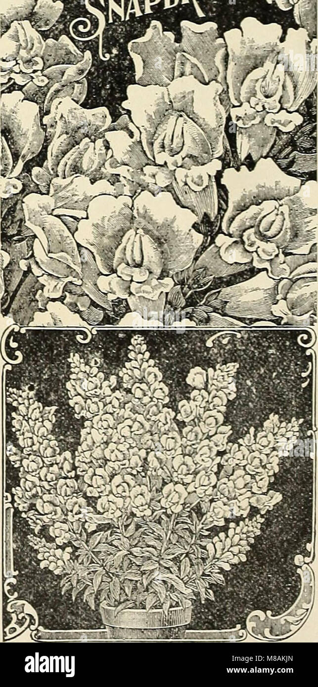 H.W. Buckbee seed and plant guide - 1905 (1905) (14760320756 Stock ...