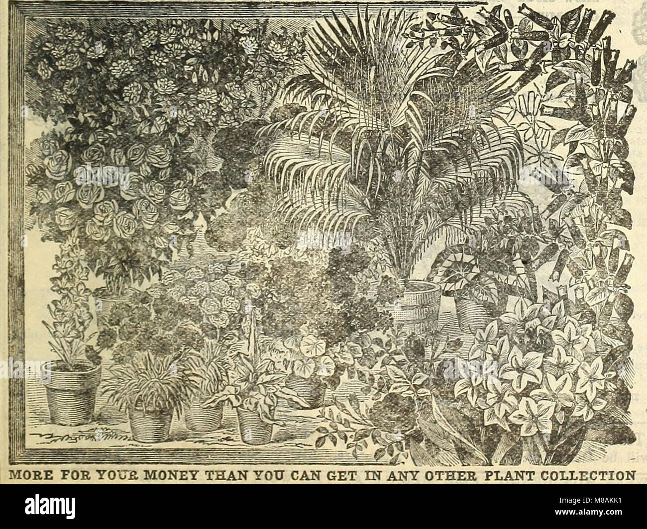 H.W. Buckbee seed and plant guide 1907 (1907) (14578778870 Stock Photo ...