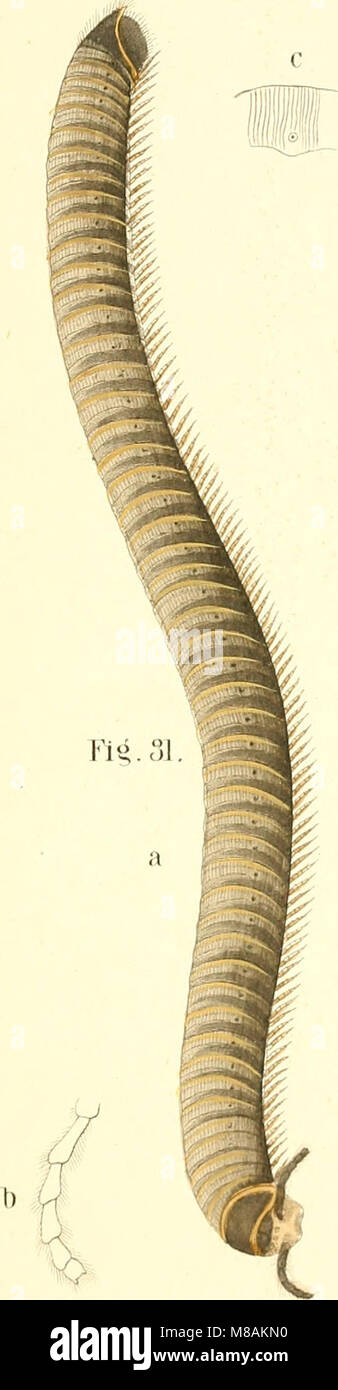 'Die Myriapoden' (1863) is a work focused on myriapods, illustrating ...