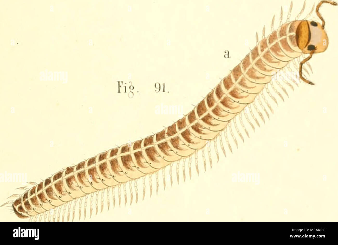 This 1863 work provides detailed illustrations and descriptions of ...