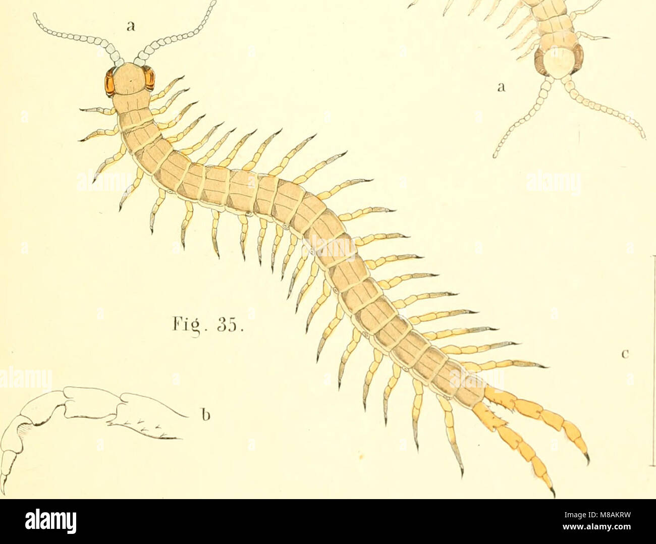 'Die Myriapoden' (1863) is a German work detailing myriapods ...