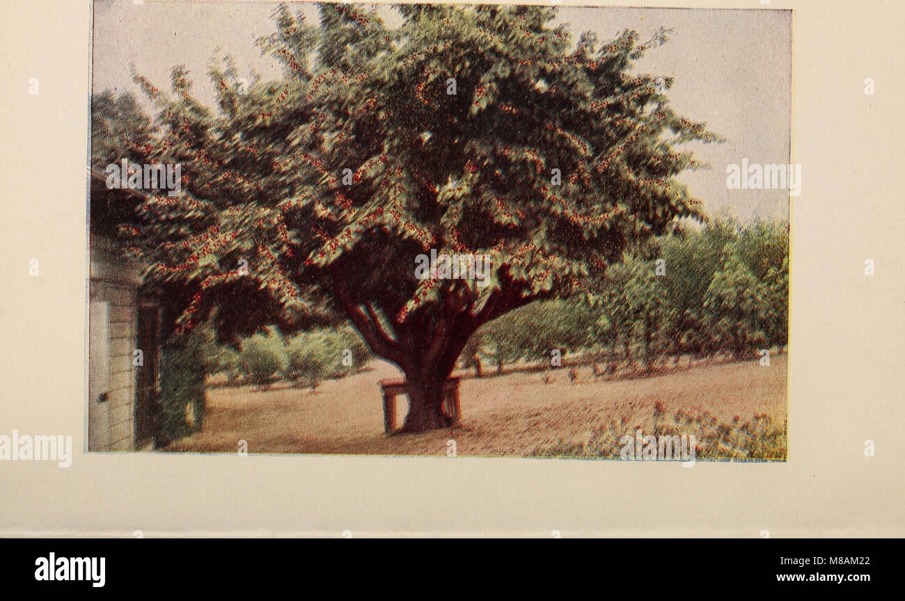 This 1922 book outlines a series of simple, quick experiments designed to study plant growth ...