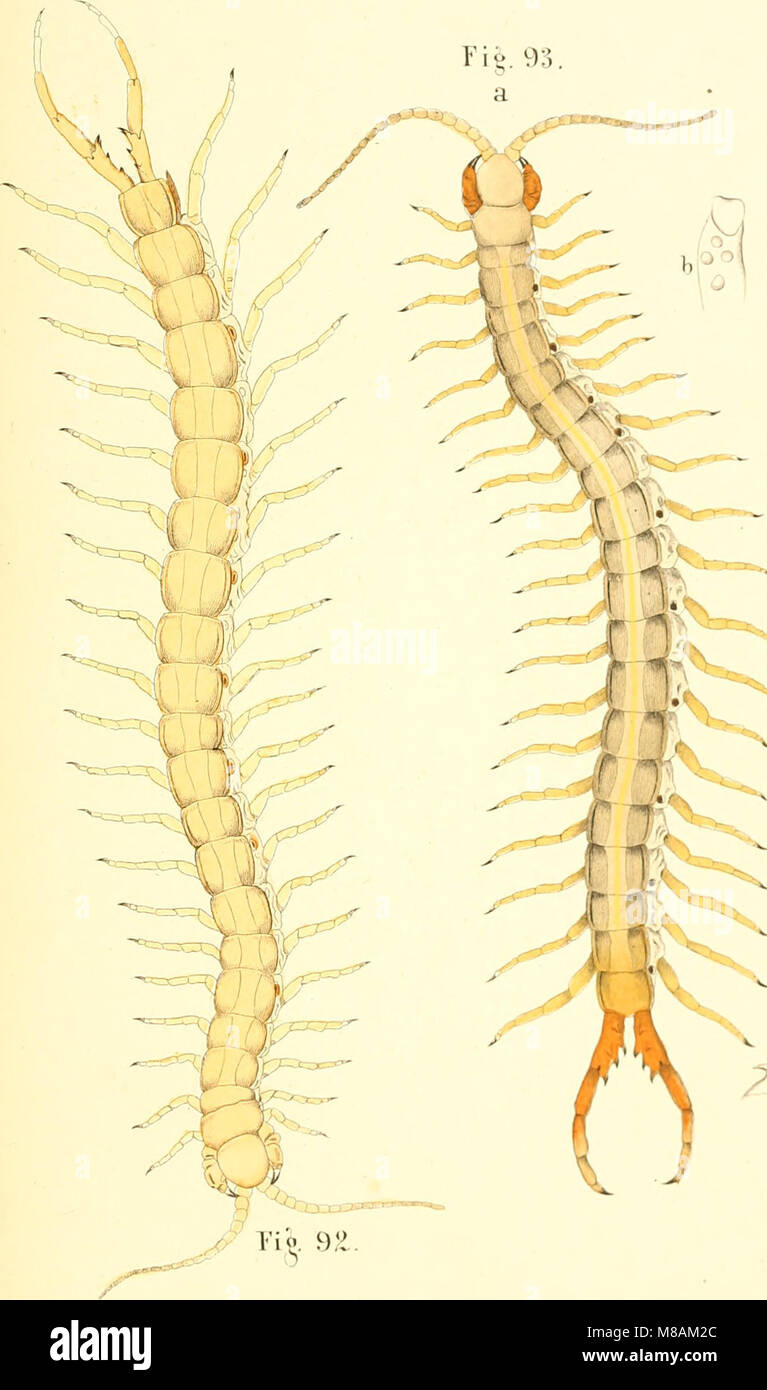 'Die Myriapoden - Getreu nach der Natur Abgebildet und Beschrieben ...