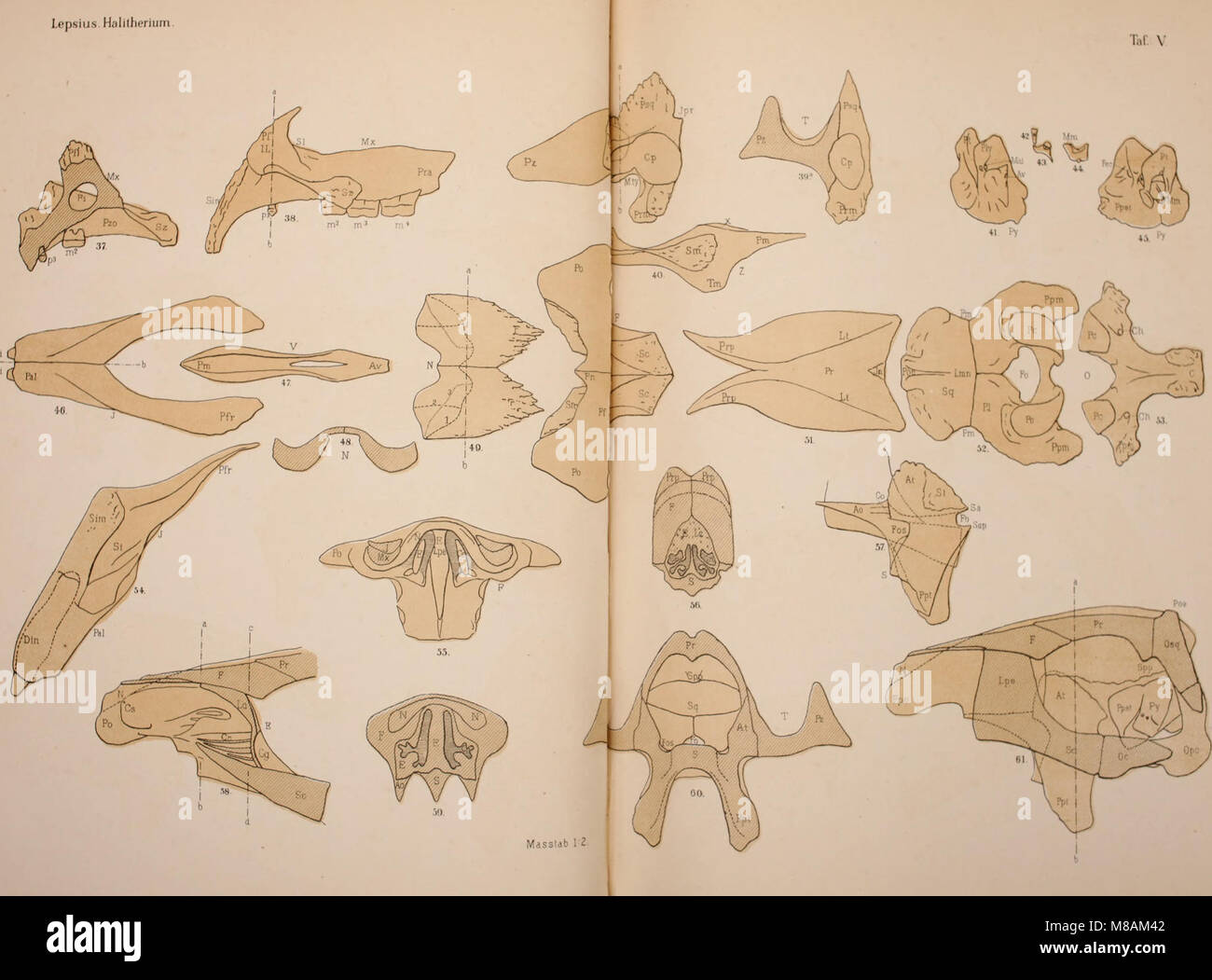 This 1881 comparative anatomical study examines *Halitherium schinzi ...