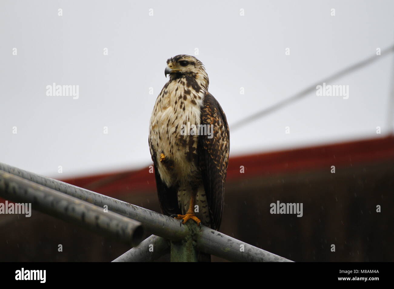 eagle sitting in Cahuita, Costa Rica Stock Photo - Alamy