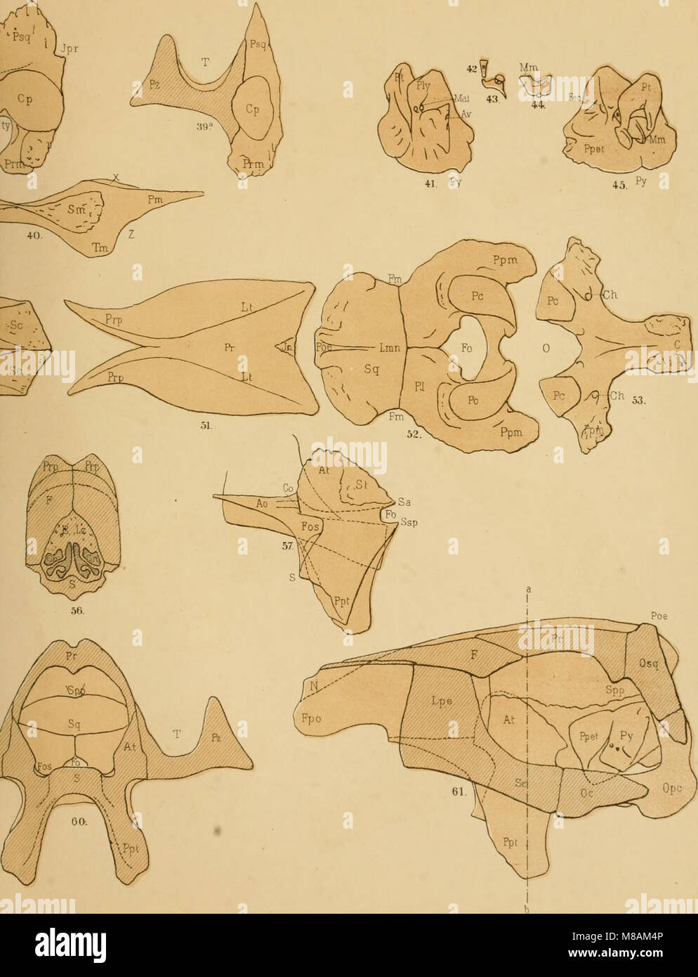 'Halitherium Schinzi, the Fossil Siren of the Mainz Basin' (1881) is a ...