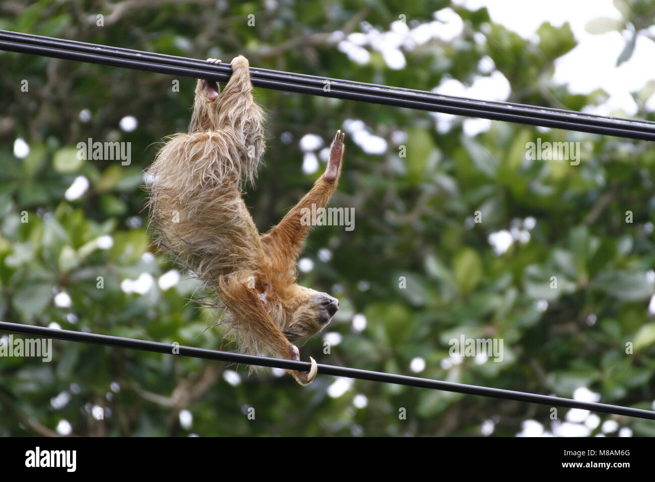 Sloth costa rica hi-res stock photography and images - Alamy