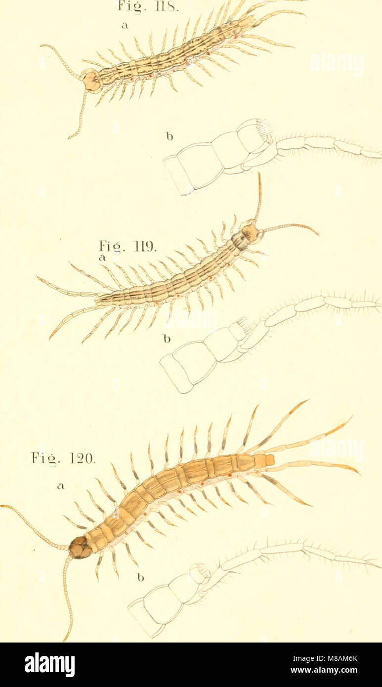 'Die Myriapoden' (1863) is a detailed scientific work describing and ...